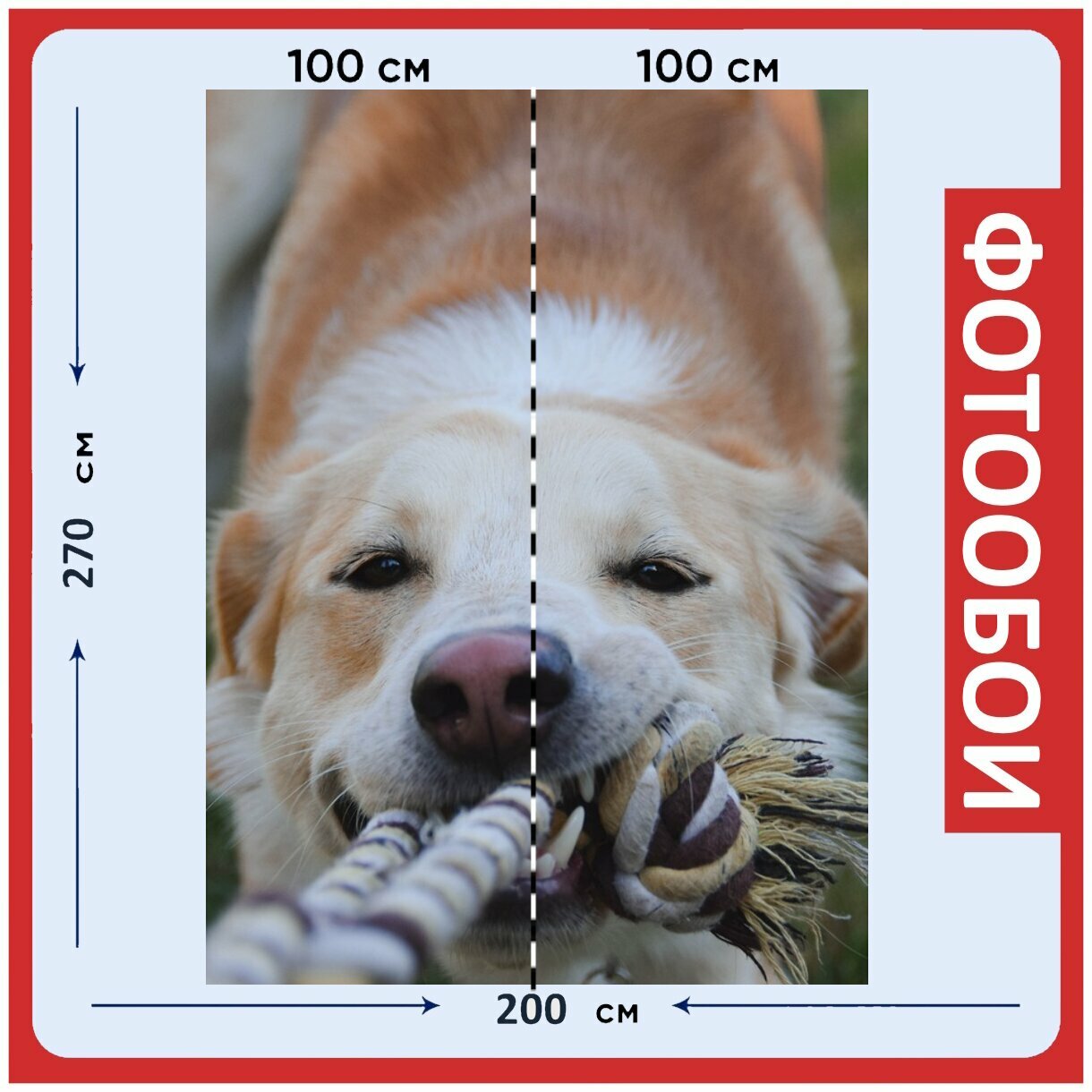 Фотообои "Собака, собачий, животное" 200x270 см. флизелиновыена стену