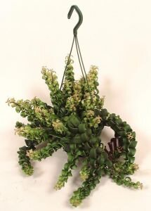 Эсхинантус Раста (Эсхинантус Раста Подвесной)