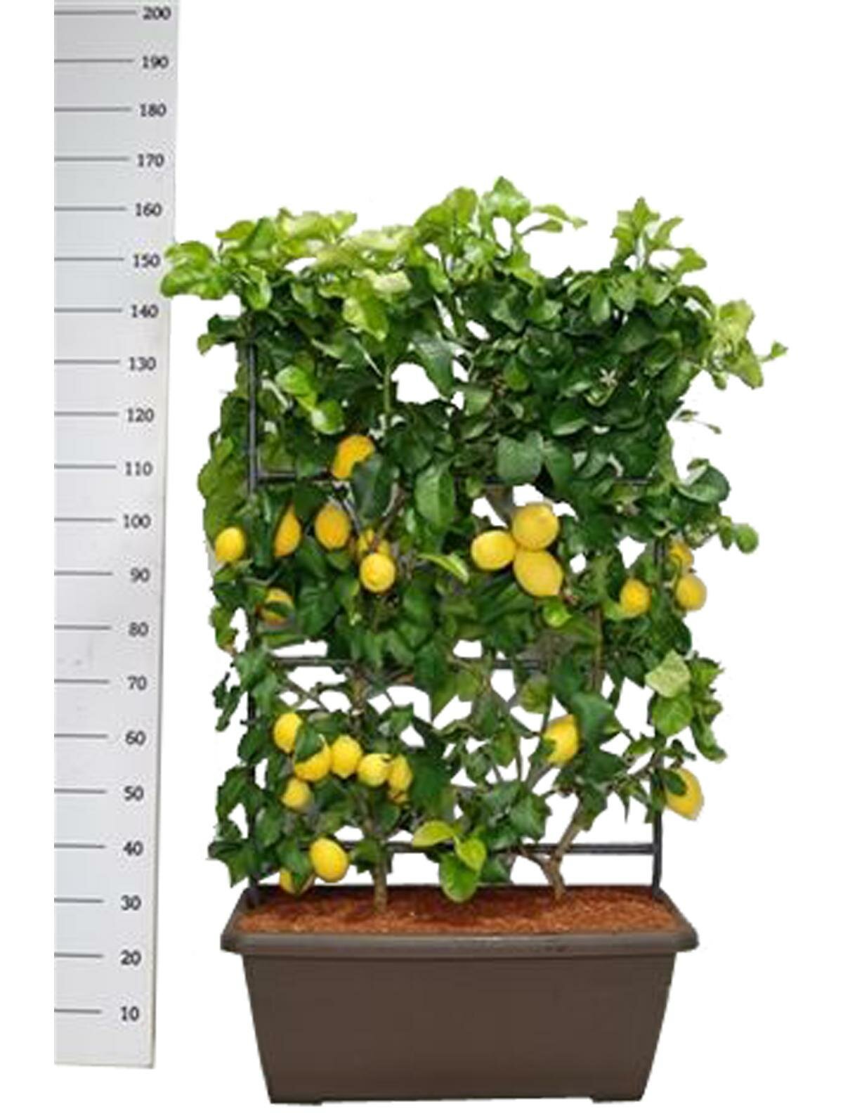 Лимон на опоре - Citrus Limonum On Reck D52 H130