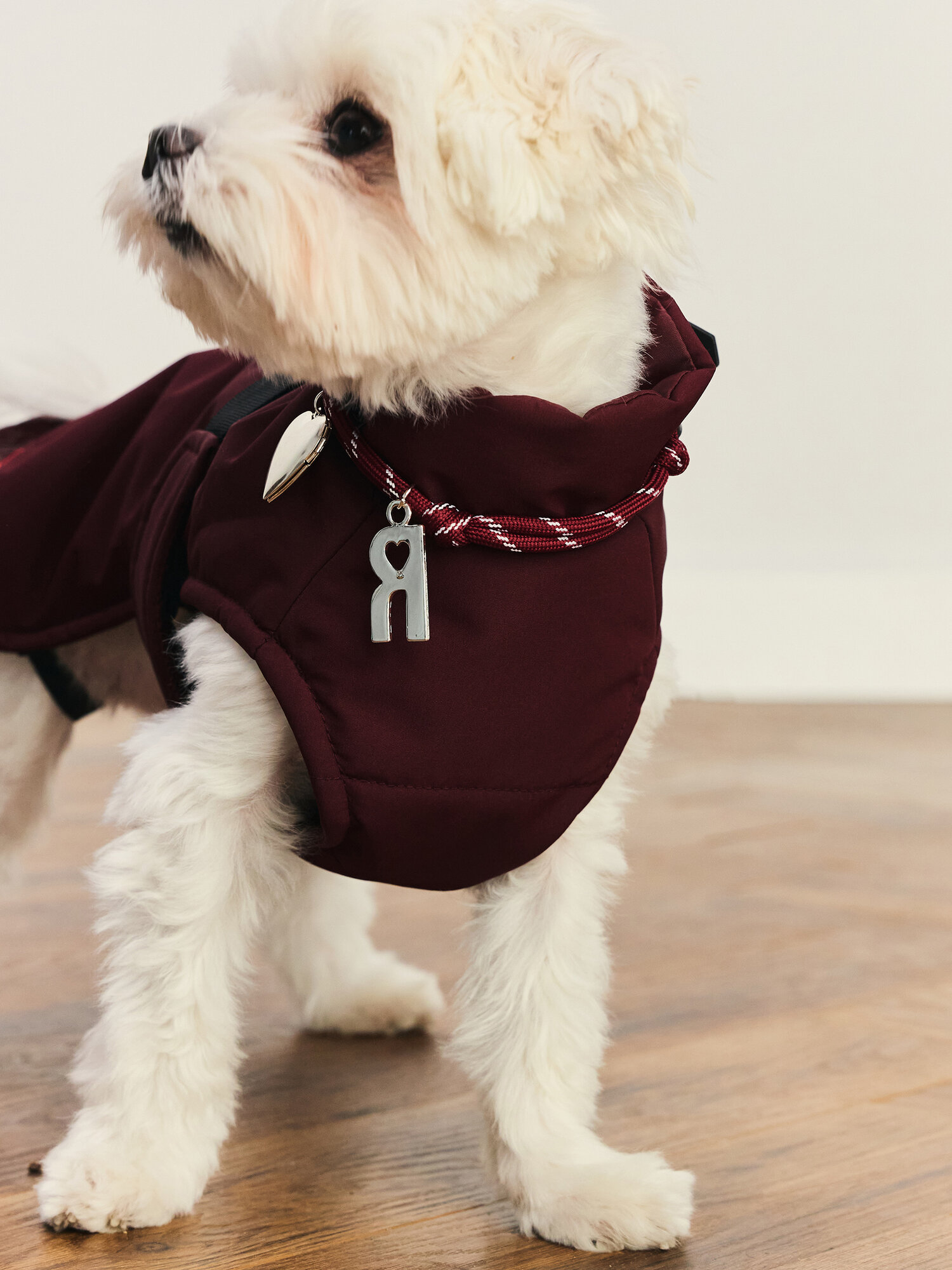 Ошейник для животных