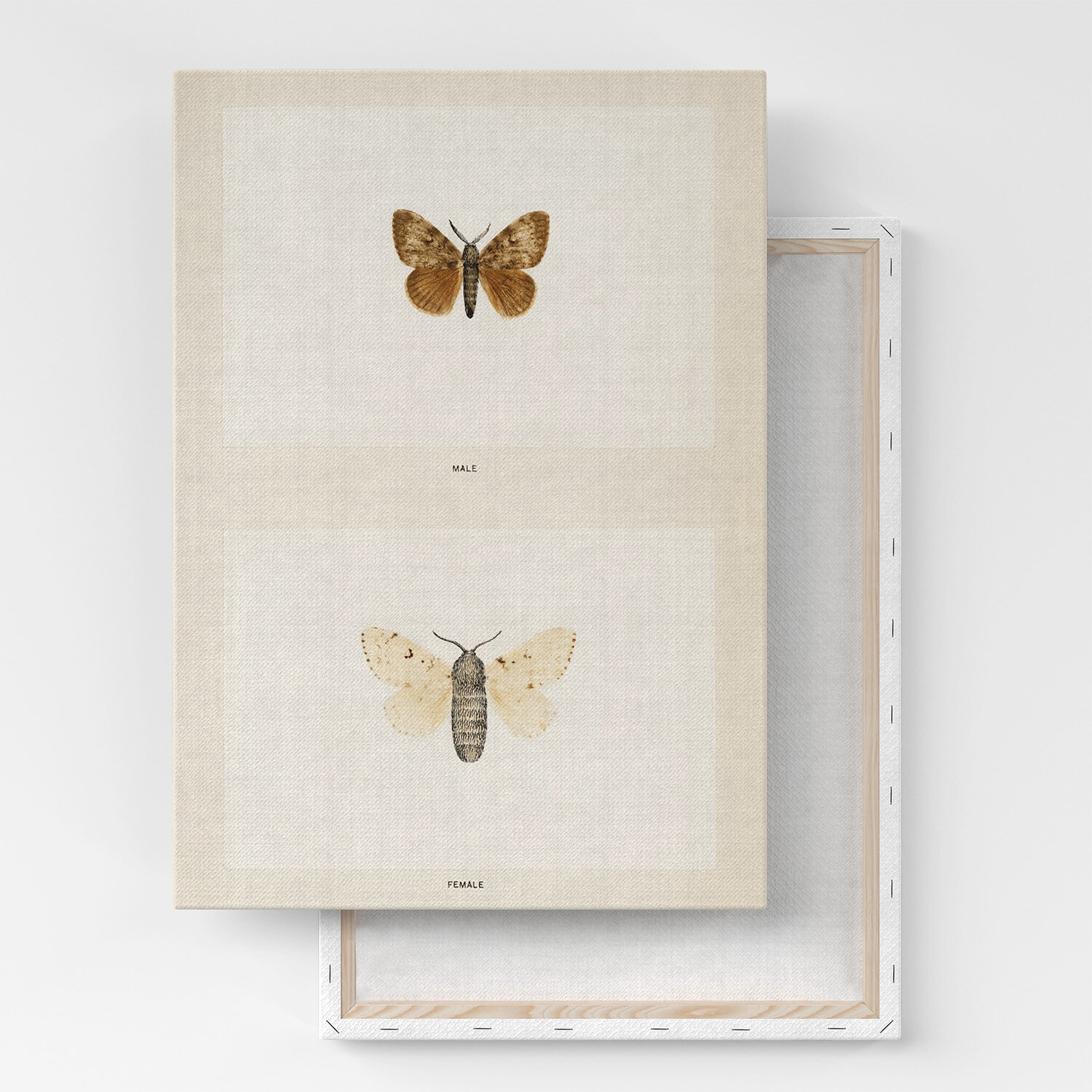 Картина на холсте, репродукция / Гравюры бабочек / Размер 30 x 40 см