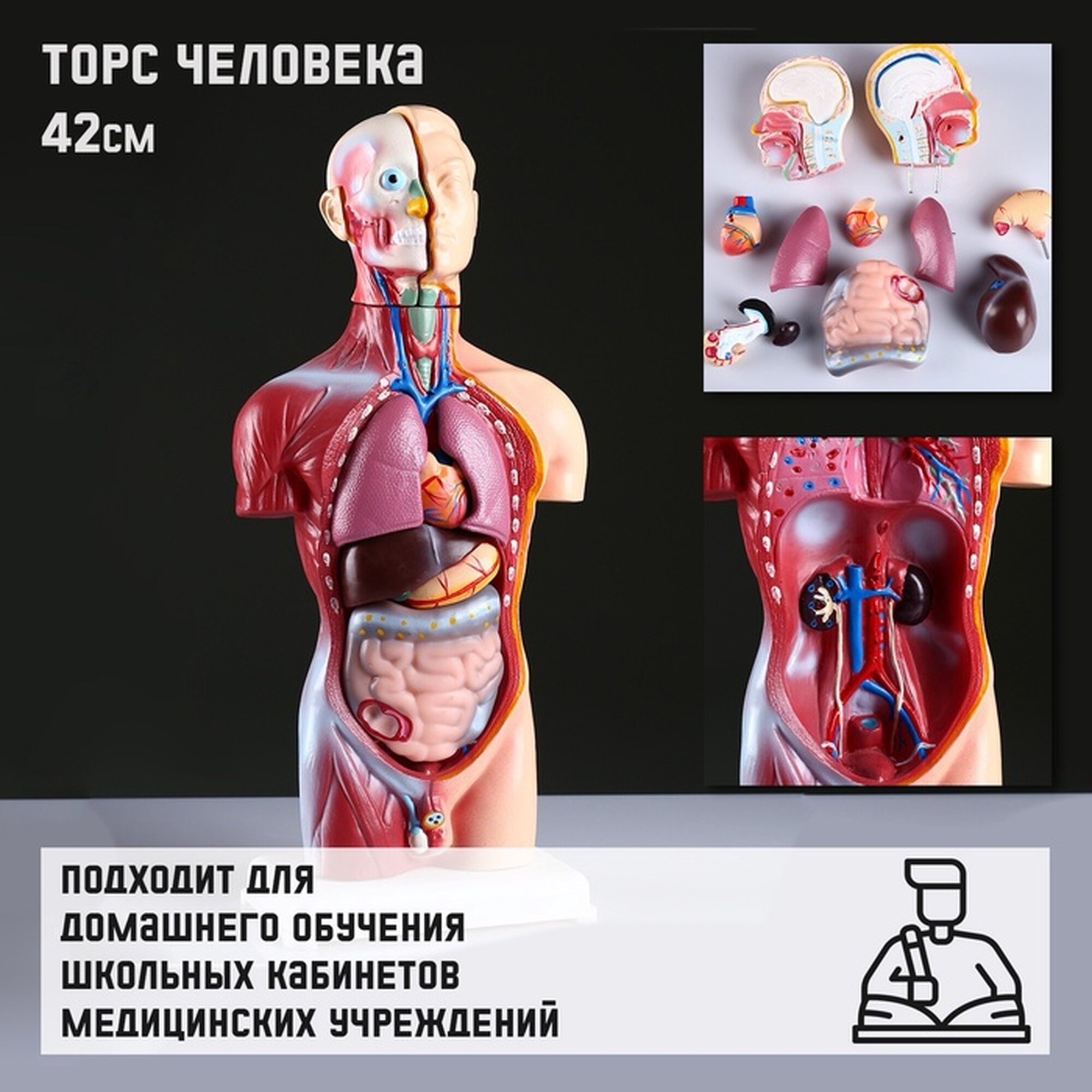 Макет "Торс человека", пластик, 42см, для обучения, разноцветный