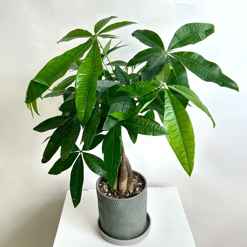 Комнатное растение живое, пальма Пахира Акватика в керамическом горшке, 50 см