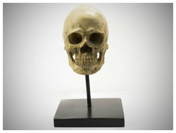 Череп декоративный на подставке мини