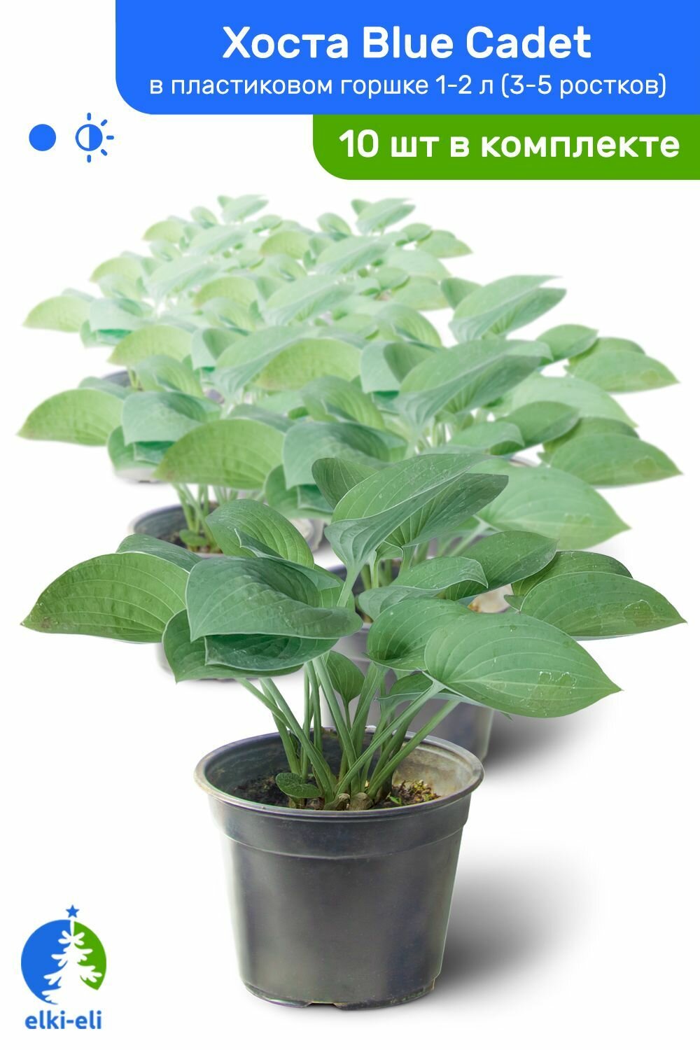 Хоста Blue Cadet (Блю Кадет) в пластиковом горшке 1-2 л, травянистый многолетник, саженец, комплект из 10 шт