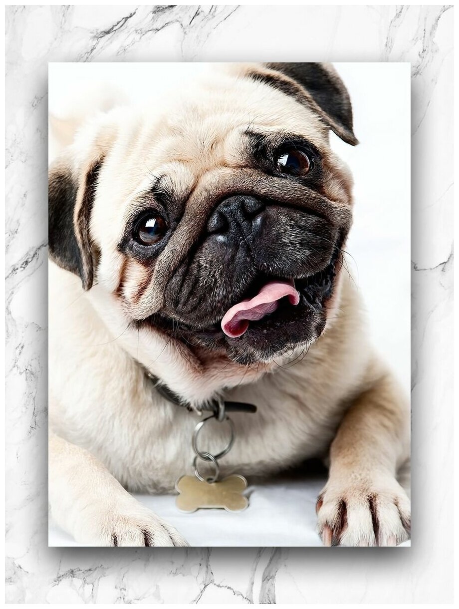 Картины для интерьера на холсте 60х80 см/ Мопс / Собака