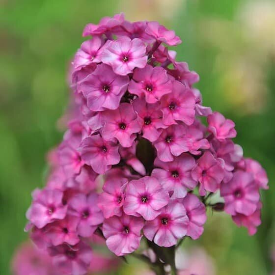 Флокс Класик Касис (1 корневище в пакете с торфом), Нидерланды