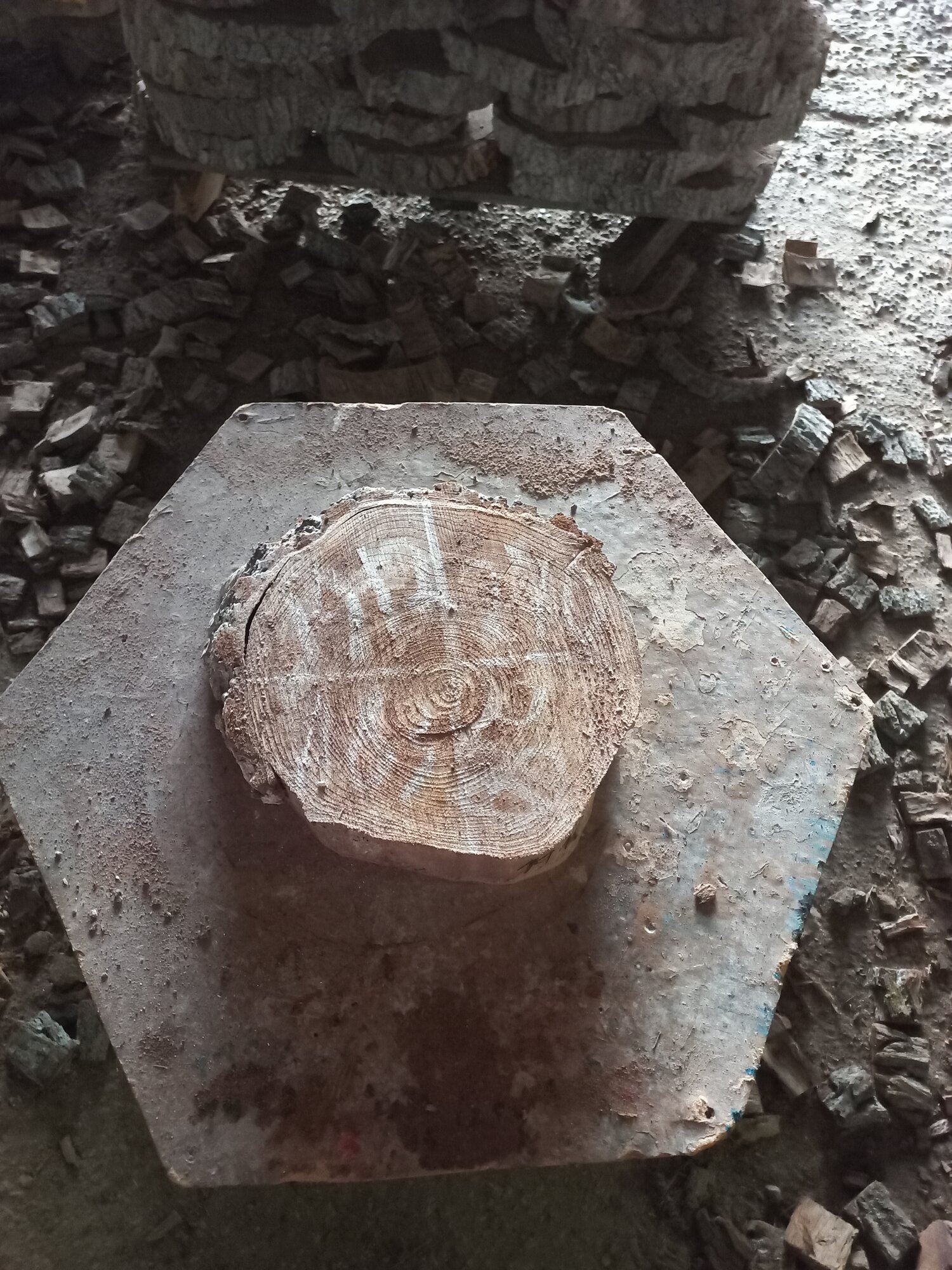 Спил торцевой из натурального дерева карагач №1912, 6х27х28 см, ДОКЛЕС