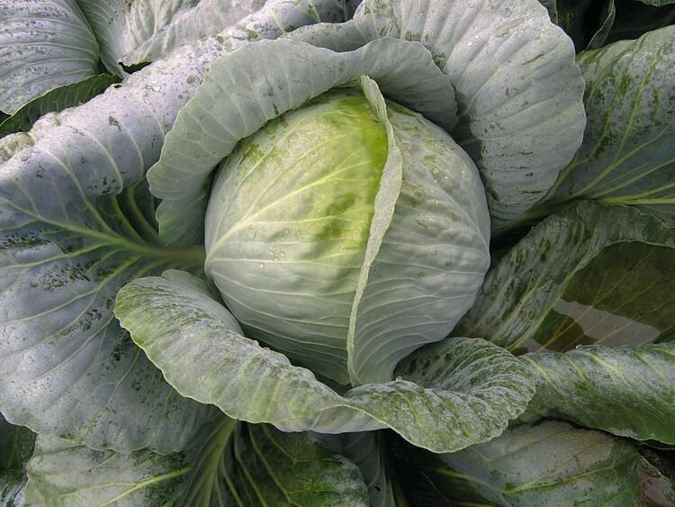 Семена Капуста б/к Доминанта F1