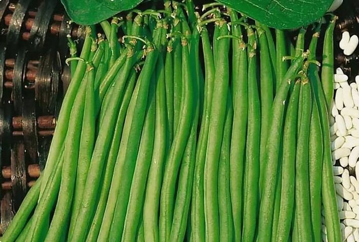 Семена Фасоль овощная Московская белая зеленостручная 556 20 шт.