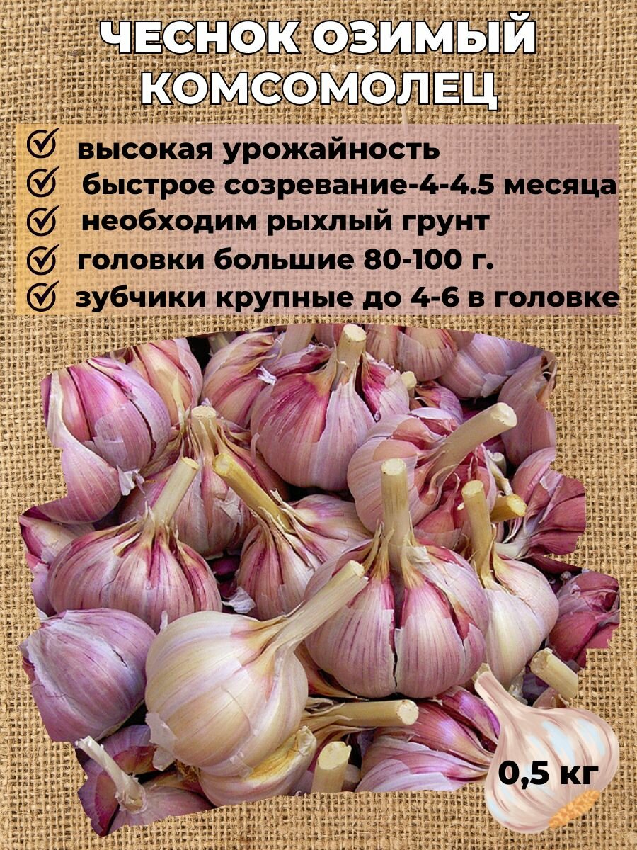 Чеснок озимый на посадку 0,5 кг.
