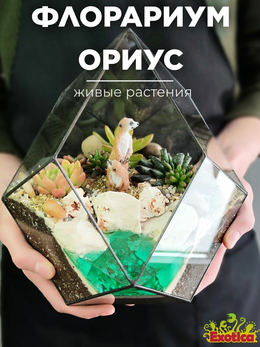 Флорариум с растениями готовый "Ориус" суккуленты