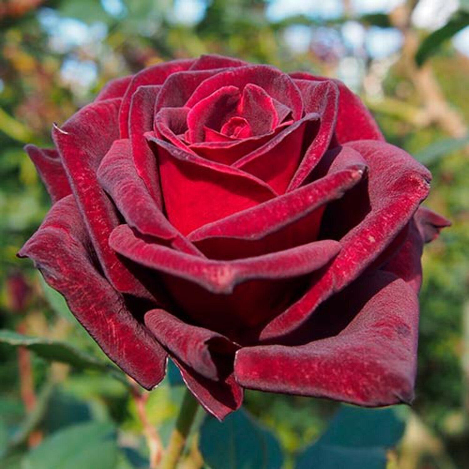 Роза чайно-гибридная Роял Баккара (Royal Baccara) / 2 шт, роз