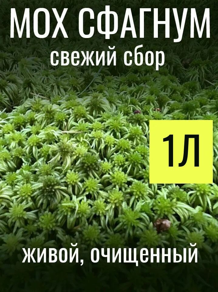 Мох сфагнум, свежий, очищенный. 1 литр. Для растений и террариумов.