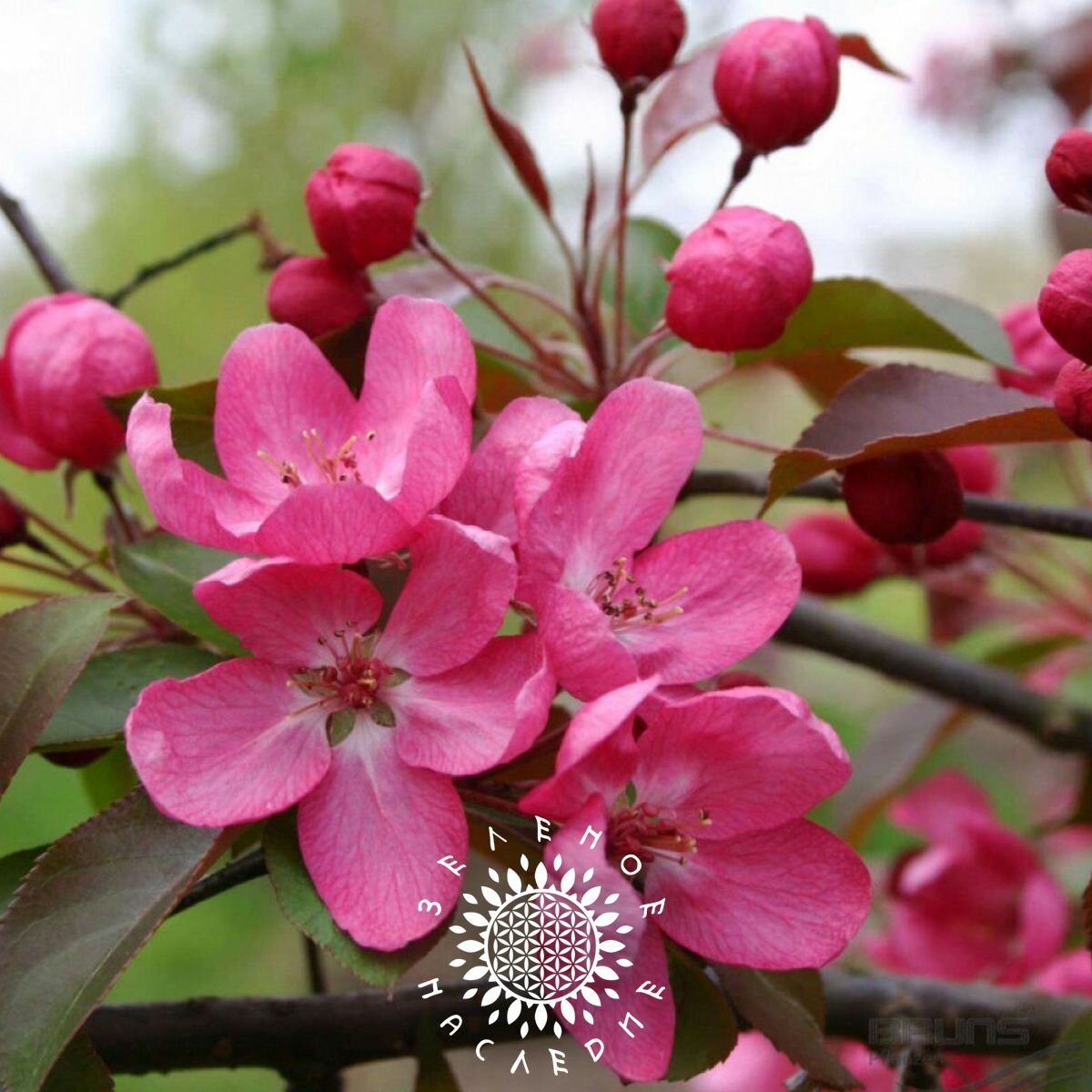 Семена Яблоня зибольда (лат. Malus sieboldii) 15 шт от Green Legacy