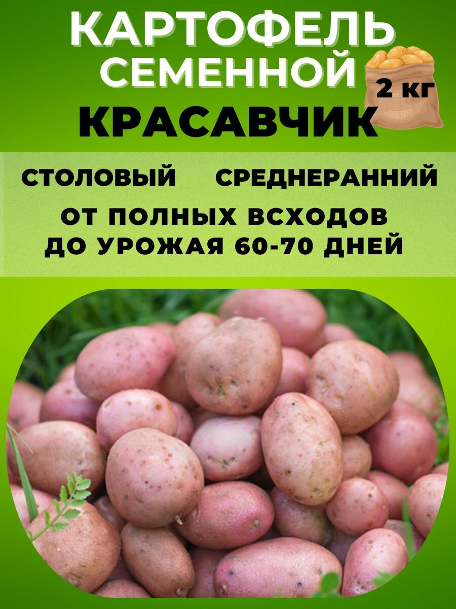 Картофель семенной Красавчик 2 кг, клубни на посадку