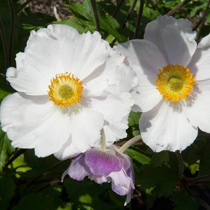 Анемона японская Кудрявый Лебедь 1шт