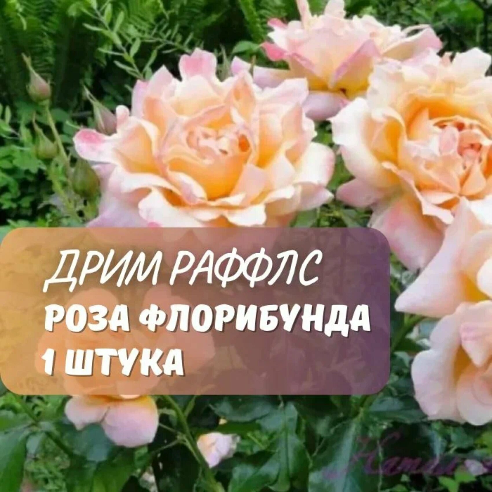 Роза флорибунда Дрим Раффлс (Ruffles Dream) / 1 шт, ароматный сорт