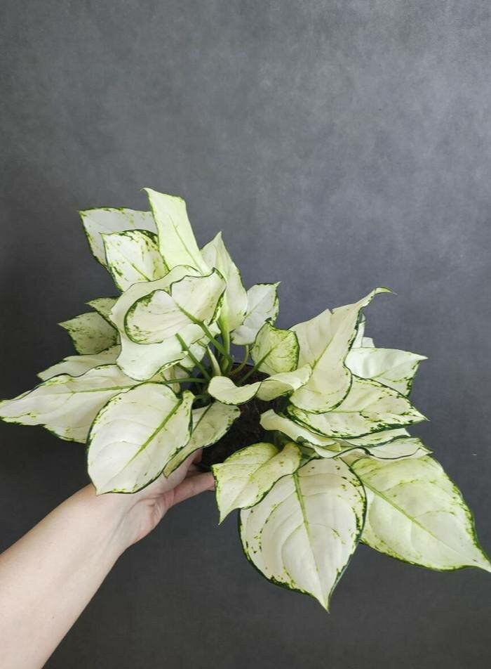 Аглаонема "Super White", белая, горшок D-15, цветы комнатные живые в горшках для дома, roots