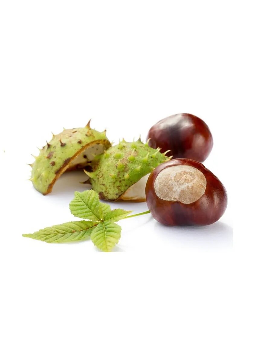 Каштан конский