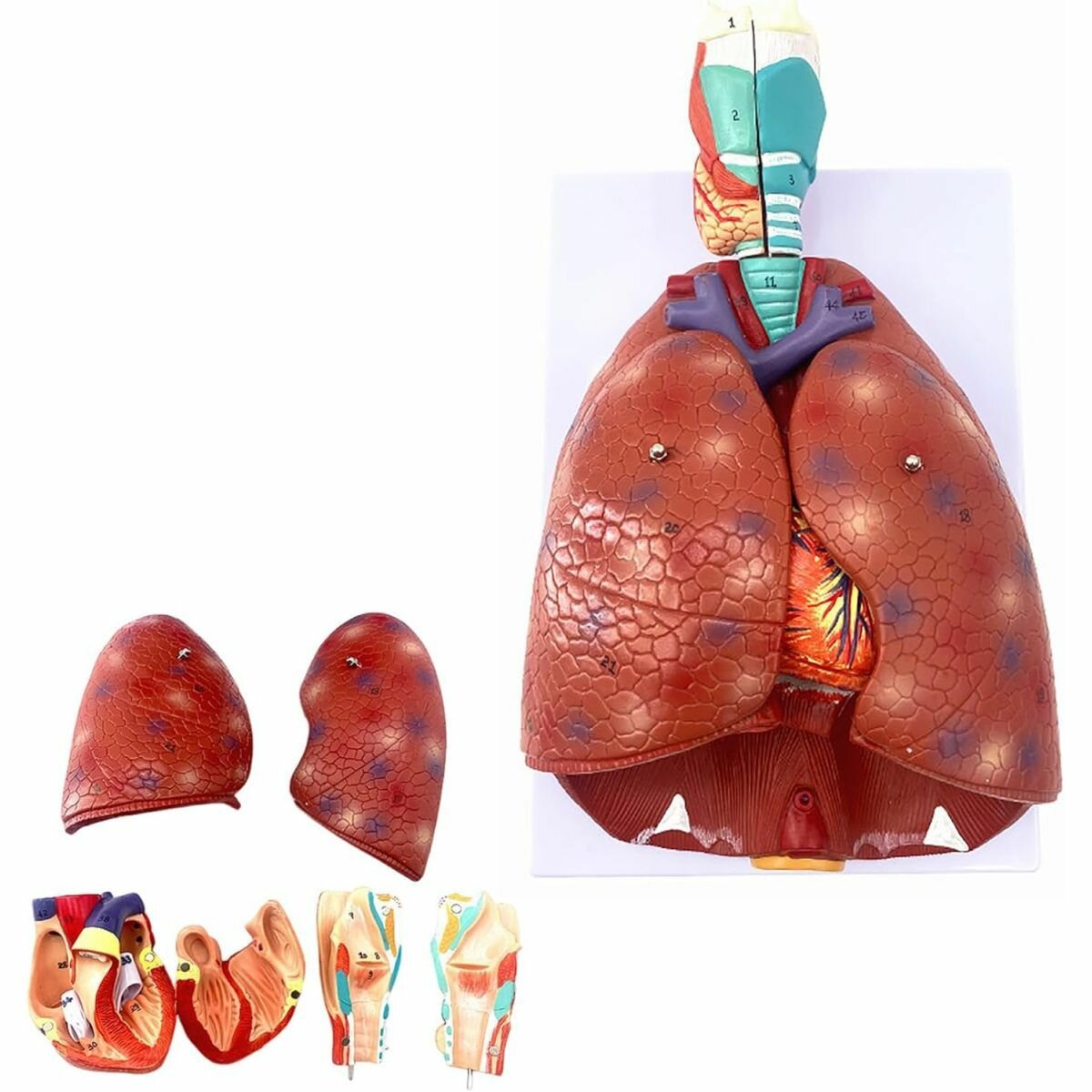 Модель легких человека