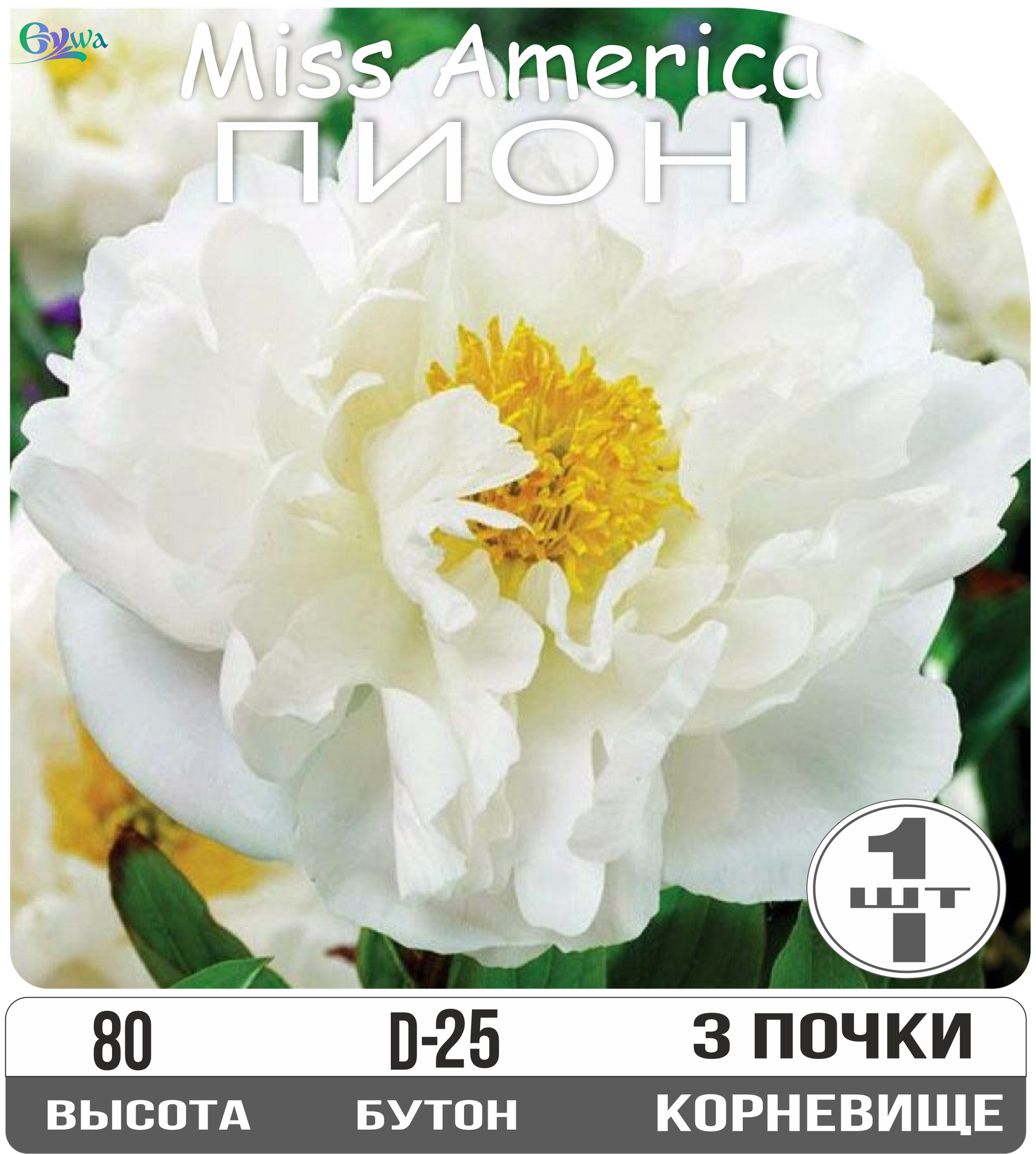 Пион Корневище, Мисс Америка, 3 почки, многолетник, высота 80 см, белый