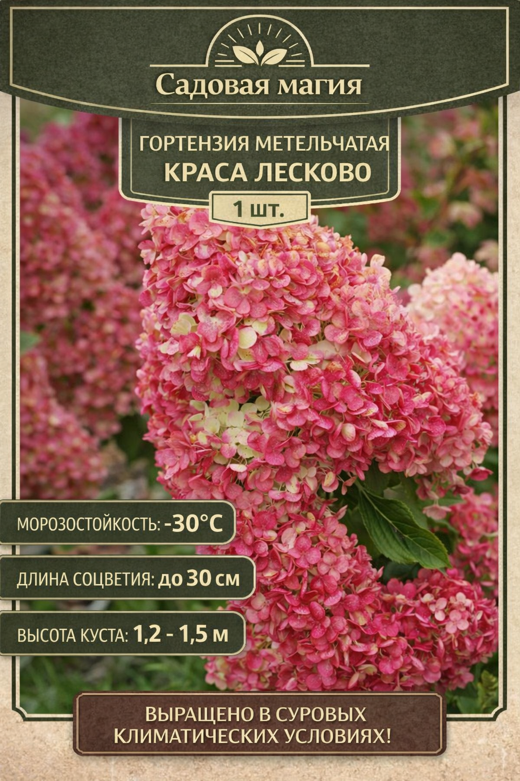 Гортензия метельчатая "Краса Лесково", многолетняя, морозостойкая