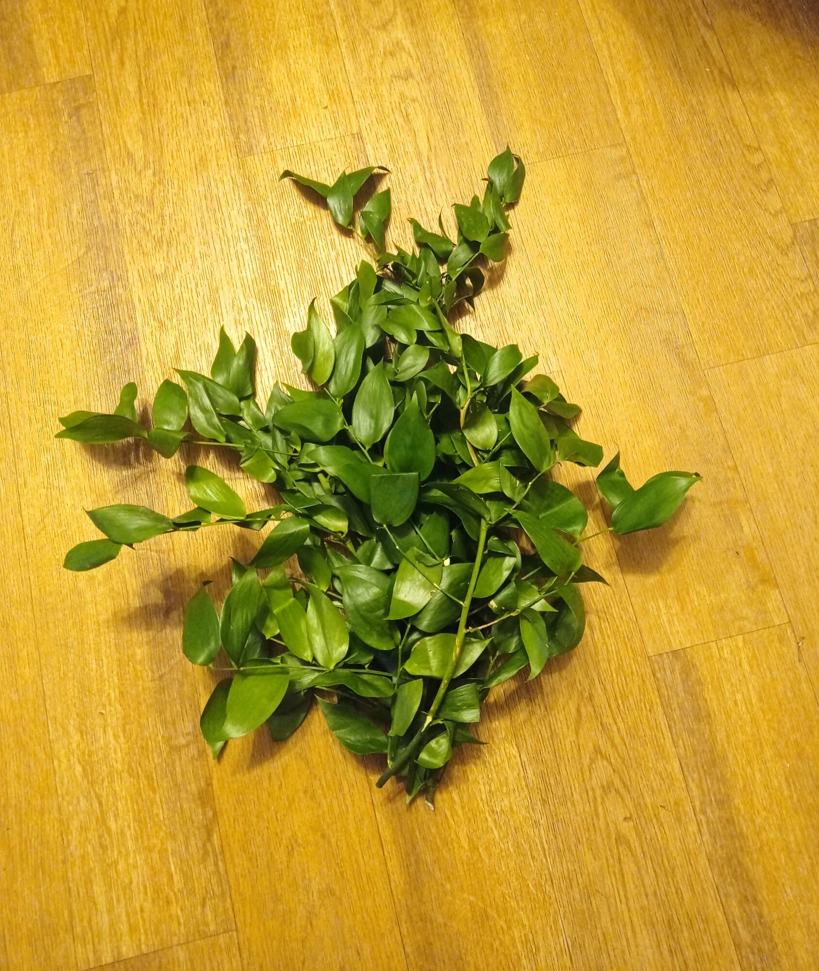 Вечнозелёный рускус мелкий