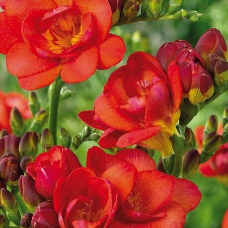 Фрезия гибридная махровая РЕД 1шт