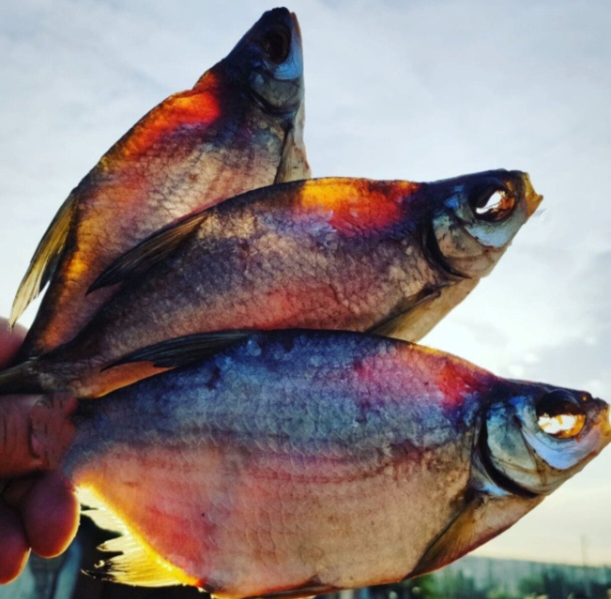 Вобла астраханская вяленая Премиум в/у 1кг./15шт.