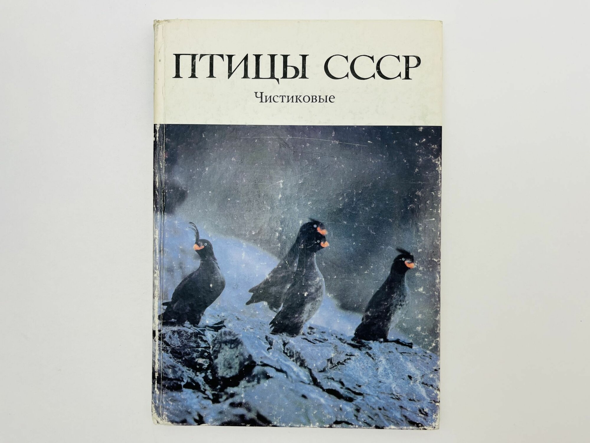 Птицы СССР. Чистиковые