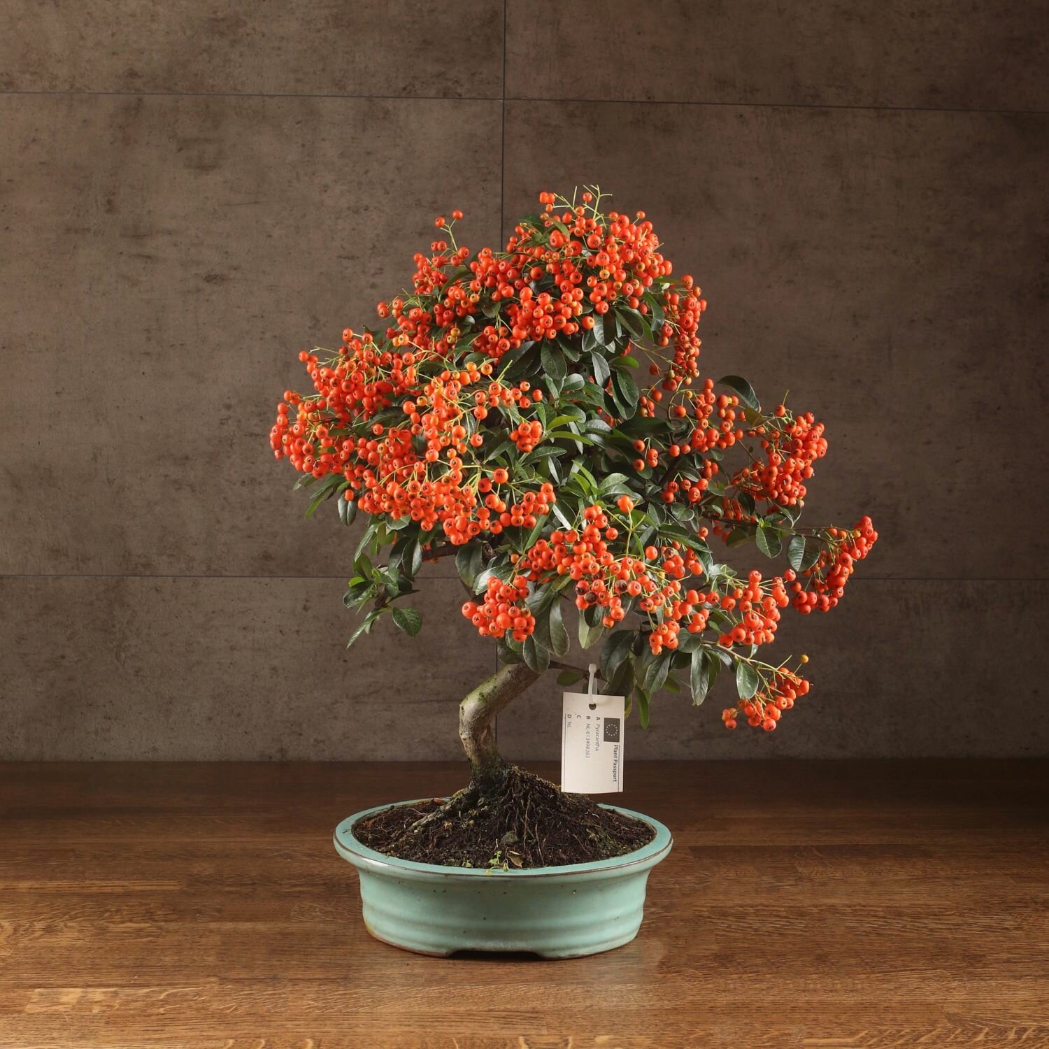 Бонсай Пираканта зеленый овал 50 см