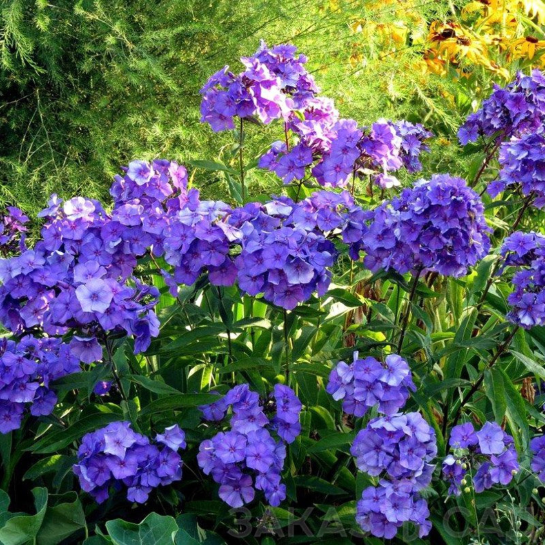 Клубни цветов , WOW FLOWERS , Флокс Блю , лилово-синий , ( 1 штука )