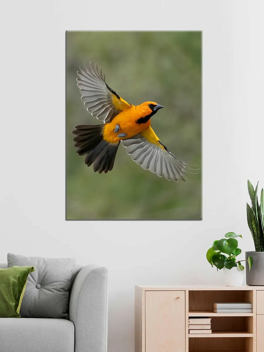 Картина на стену "Птицы с ярким окрасом", 30х40 см