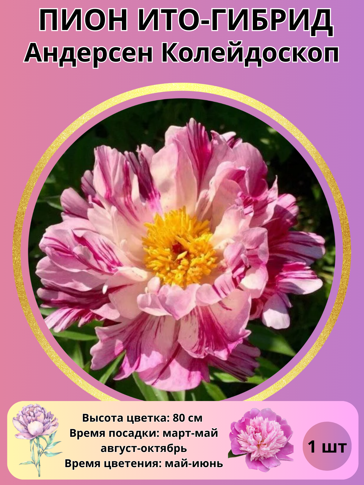 Пион ИТО-гибрид Андерсен Колейдоскоп, многолетние цветы