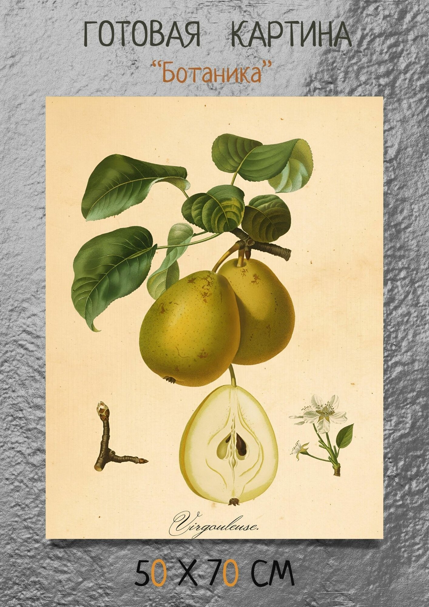 Картина на холсте в стиле Ботаника "Груша фрукт" 70х50