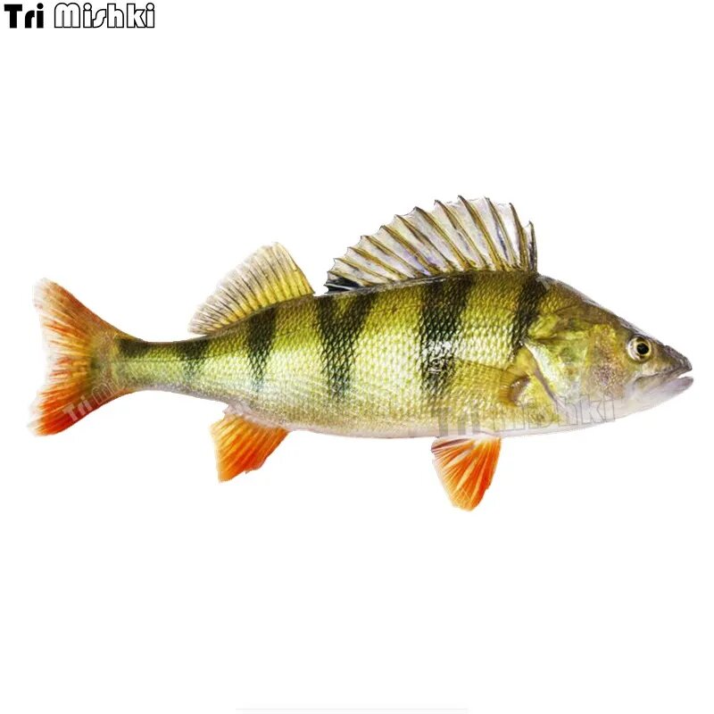 Наклейки Три Мишки 14cm-S, 2 шт, рыба, окунь, 3D