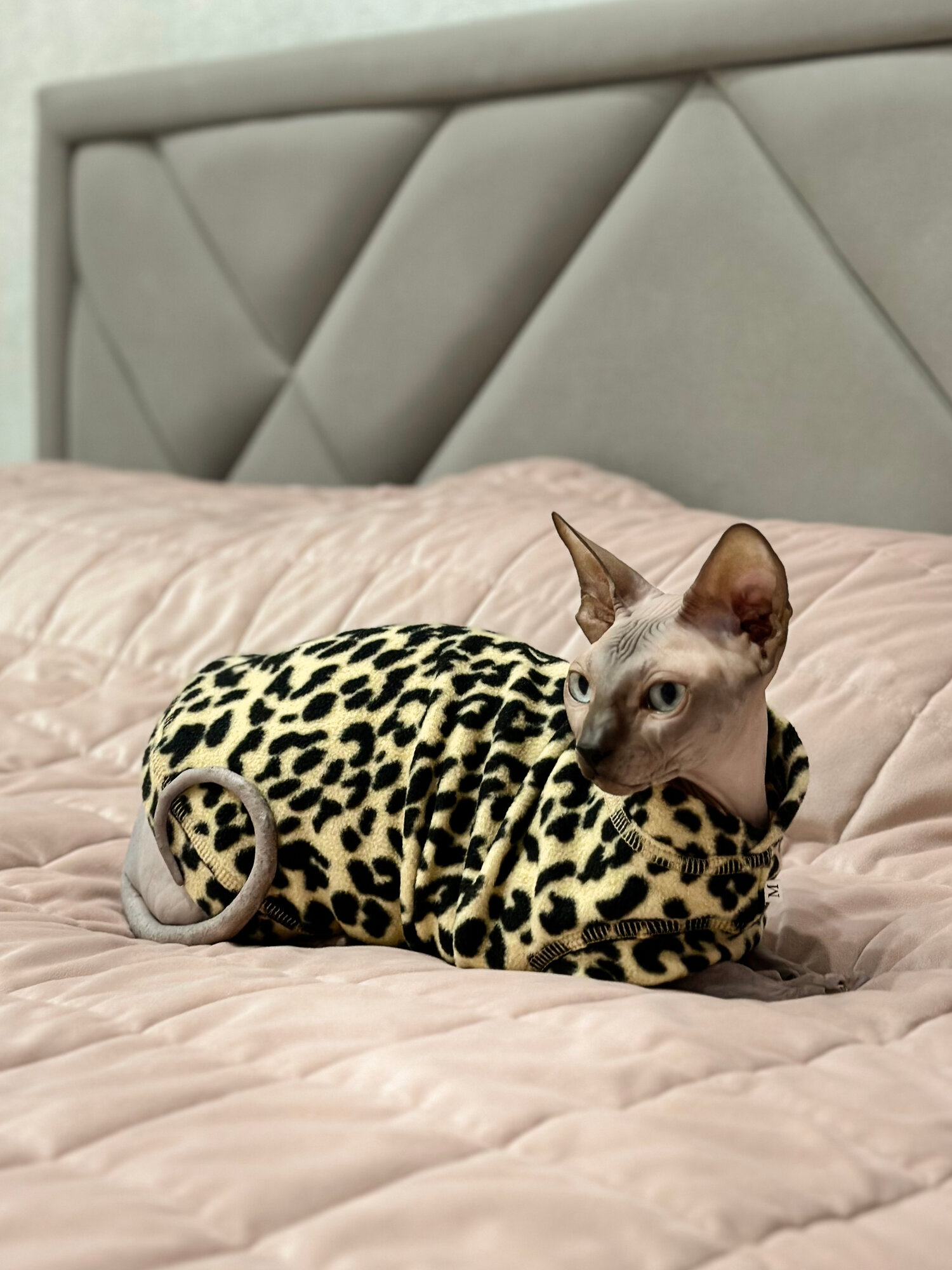 Флисовый жилет для кошек, леопард бежевый, М