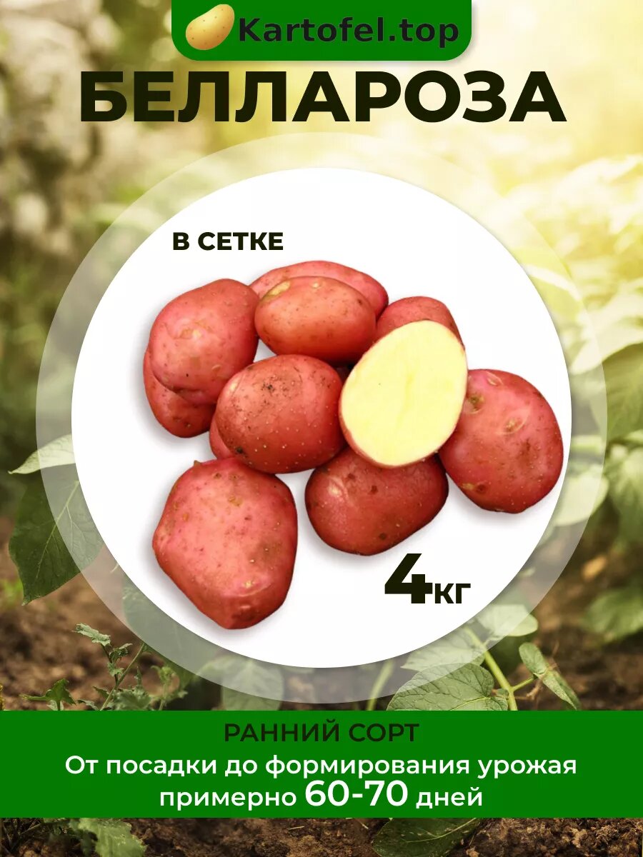 Картофель семенной Беллароза 4 кг