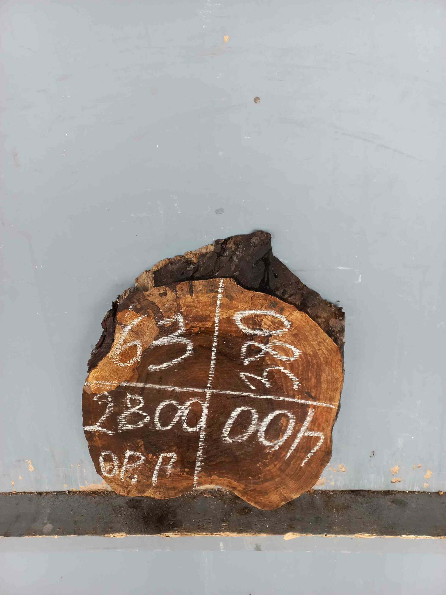 Спил торцевой Доклес "Орех грецкий", №2800, для столешниц и подоконников