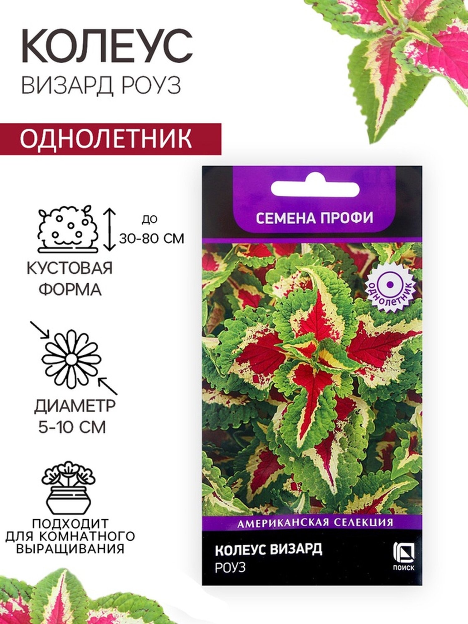 Семена цветов поиск "Колеус Визард Роуз", низкорослый, светолюбивый, 10 шт