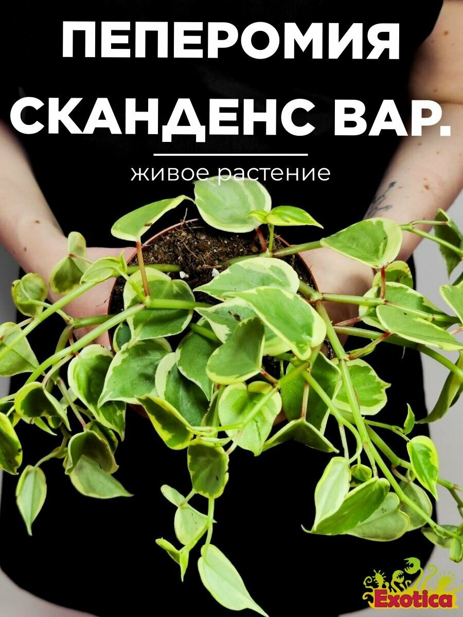 Пеперомия Сканденс Вариегата (Peperomia Scandens Variegata) D12см, комнатное растение