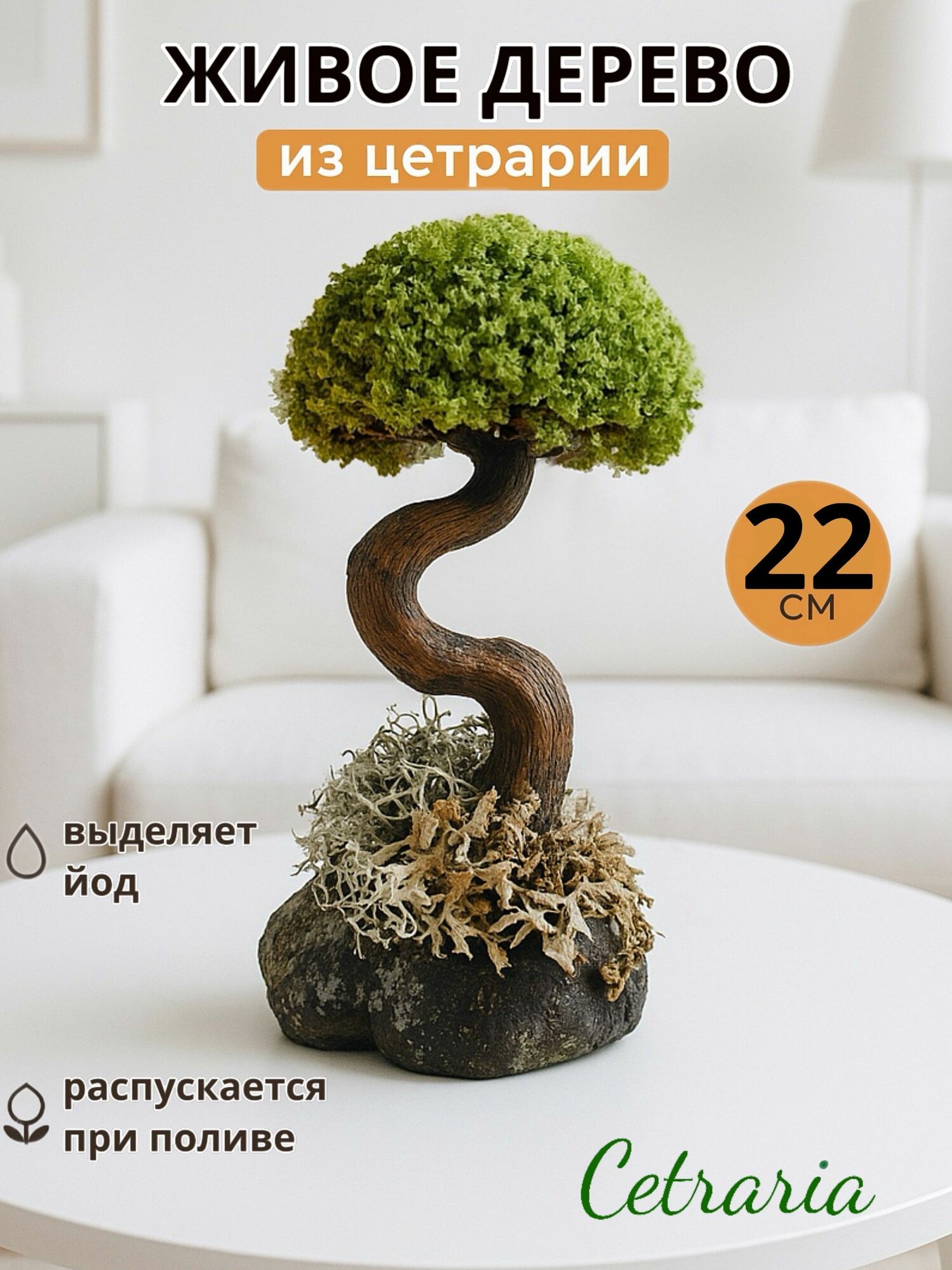 Декоративное дерево из цетрарии / Живой сухоцвет, декор для дома и офиса