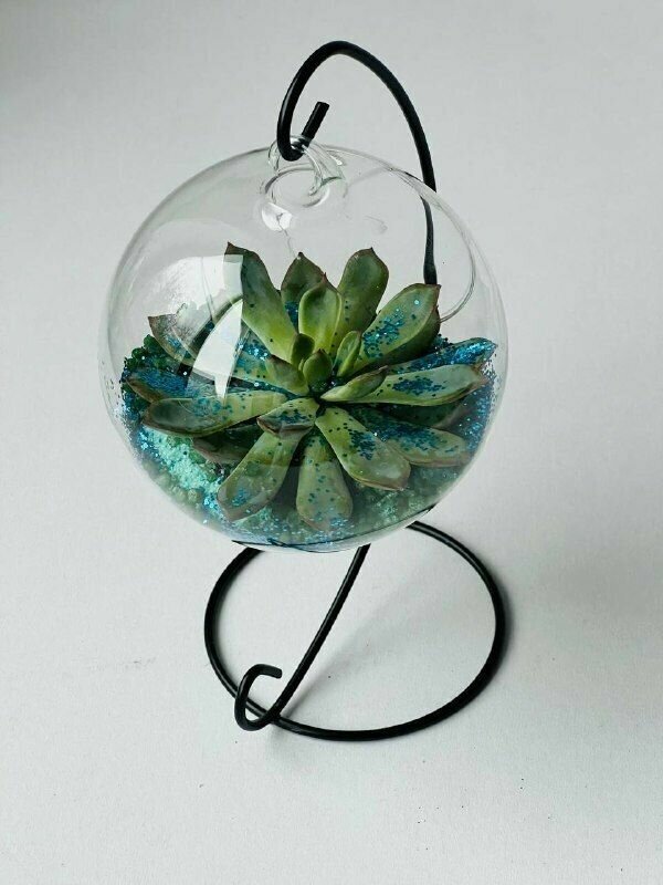 Флорариум / Комнатное растение / Подарок