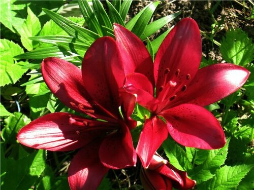 Лилия Ла-гибрид Констебль (Lilium LA-hybrids Constable) - набор из 24 ...