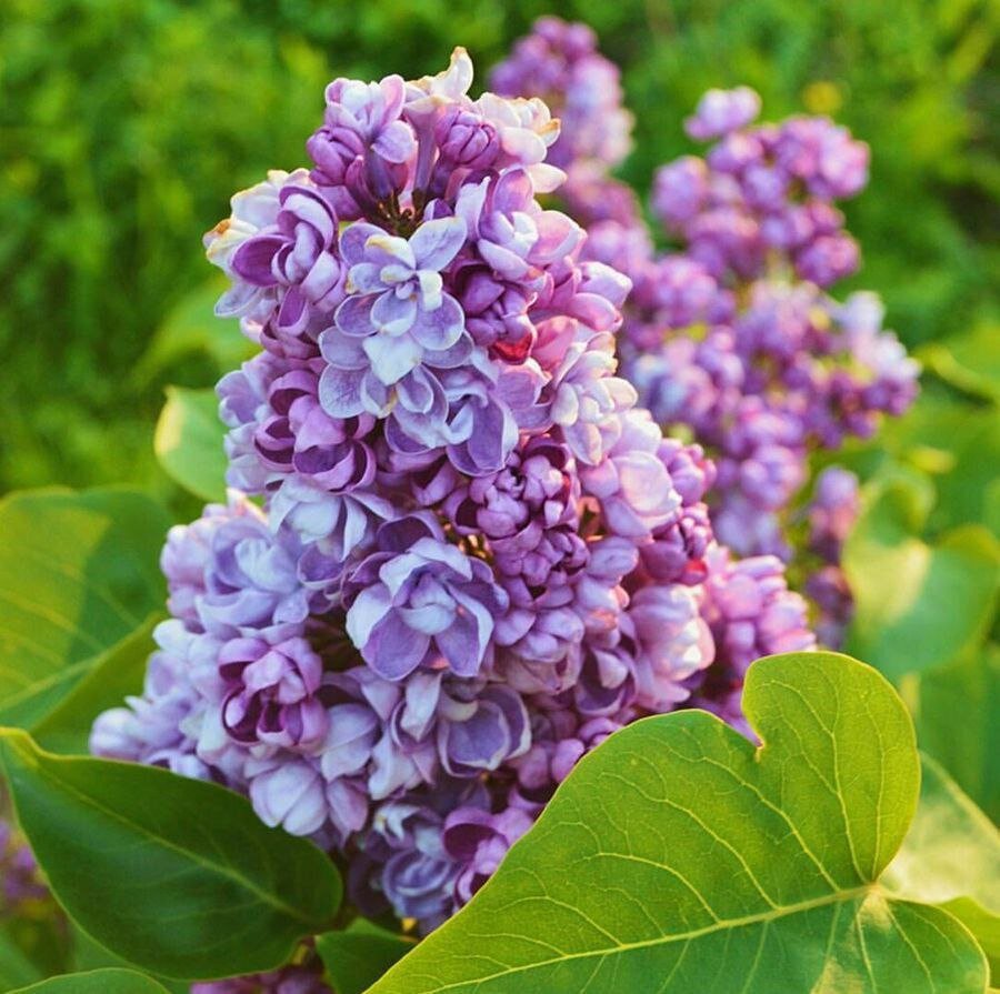 Сирень Надежда, декоративный кустарник, многолетник, высота 70см