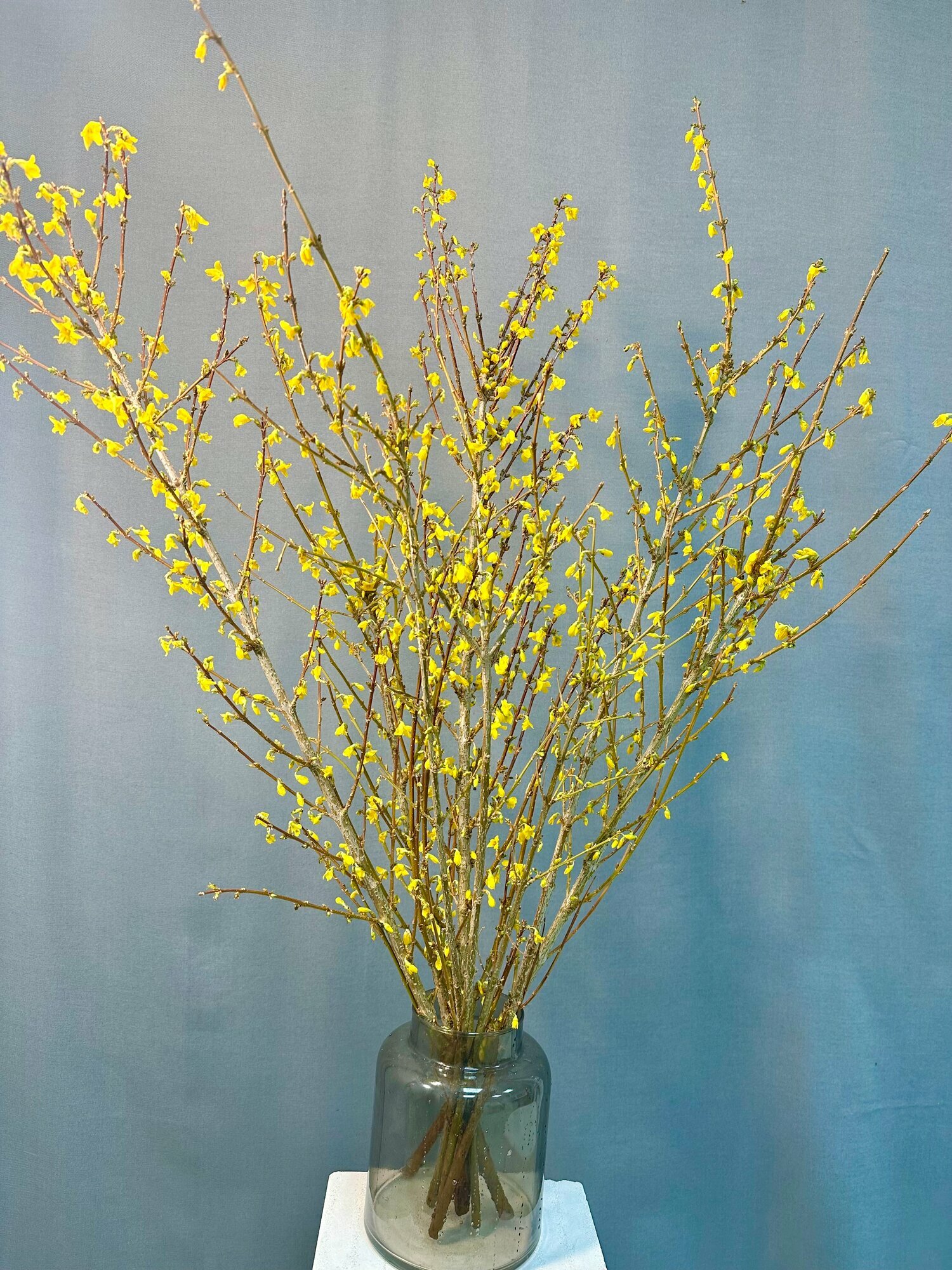 Весенние цветущие веточки форзиции