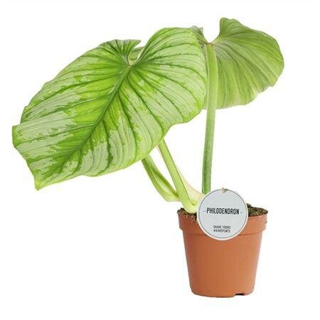 Филодендрон Мамей - Philodendron Mamei D15 H50