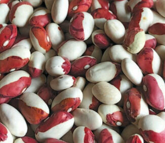 Семена фасоли Попугай (зерновая) 5 гр.