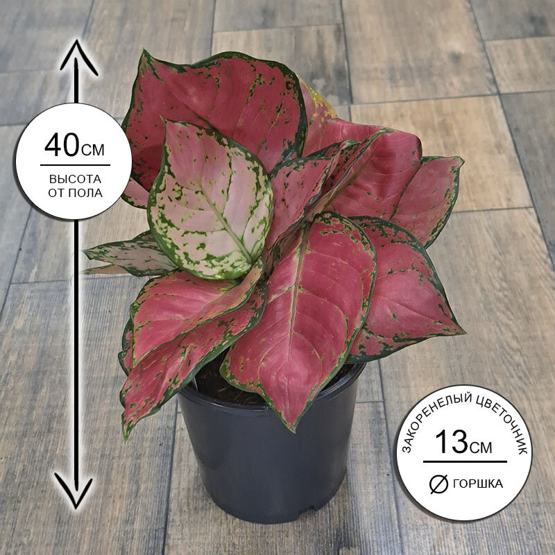 Аглаонема Бьюти 13*40, живое комнатное растение в горшке, Закоренелый Цветочник